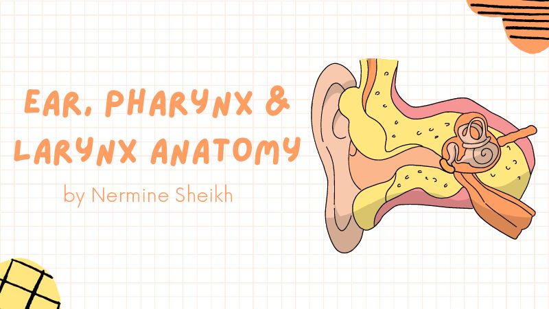 Anatomy A9 + B4 - Ear, Pharynx, Larynx and Auditory Pathway | Content ...