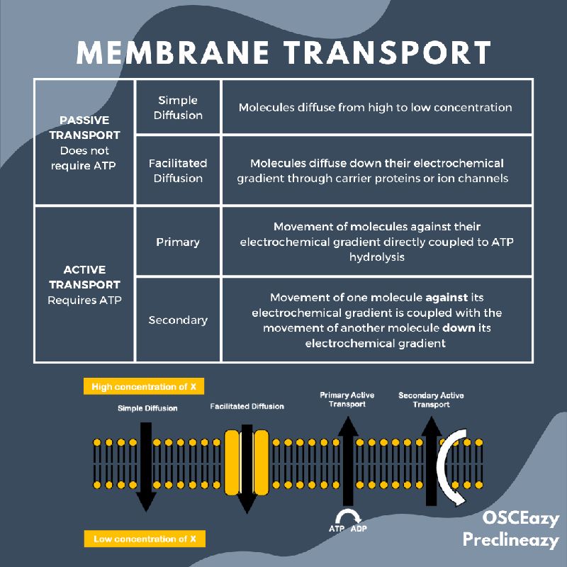 Membrane Transport Cheat Sheet | Content | MedAll