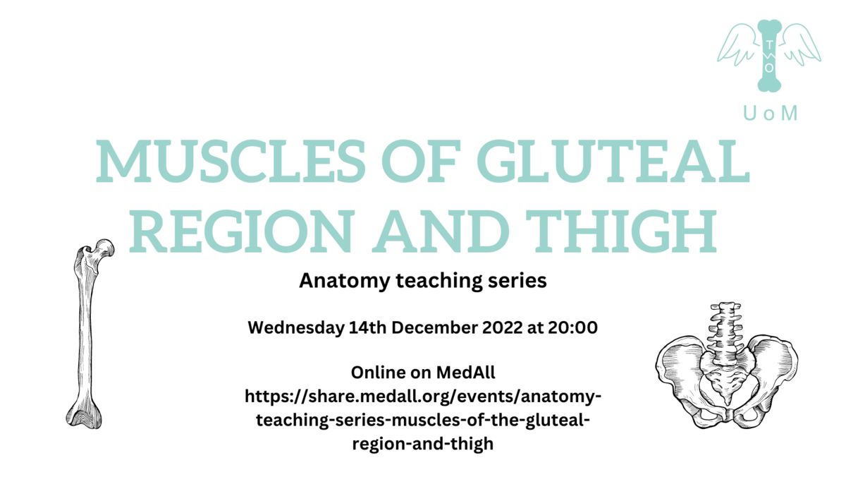 Anatomy Teaching Series - Muscles of the Gluteal Region and Thigh ...