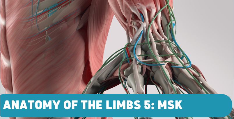 Junior Anatomy Series Phase 1b: Anatomy of the upper limb 5, MSK | Event listing | MedAll