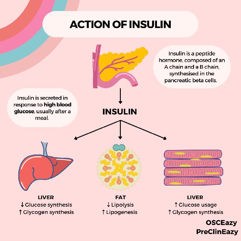 Insulin effects cheat sheet | Content | MedAll
