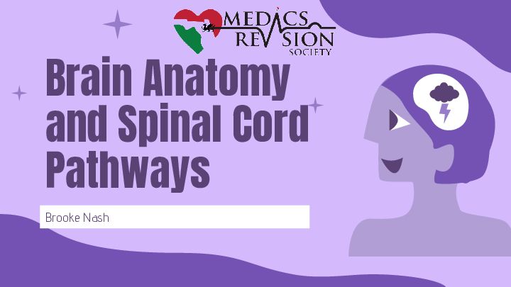 Spinal Cord Pathways And Brain Anatomy | Content | MedAll