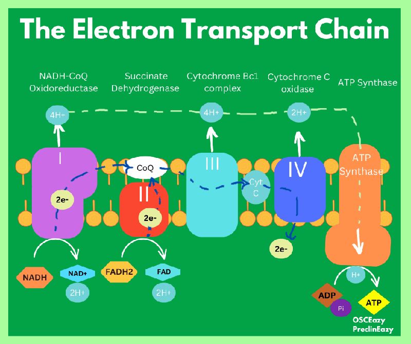 Electron Transport Chain Cheat Sheet | Content | MedAll
